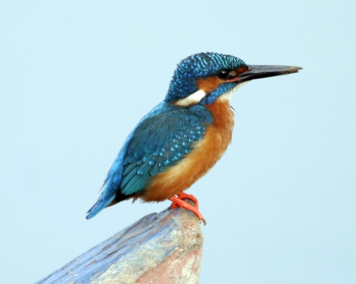 Eisvogel Alcedo Atthis Naturfakten