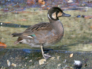 Andefamilien, ender - Anatidae - Naturfakta