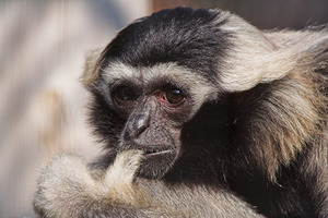 Gibbons - Hylobatidae - Naturfakten