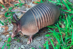  Cingulata Naturfakten