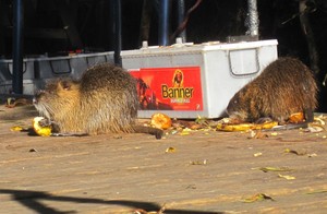 Arten Von Nagetiere Rodentia Naturfakten Arten Von Nagetiere Rodentia Naturfakten