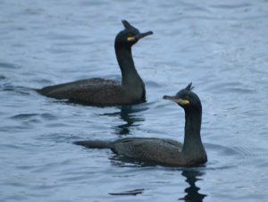 Pelikanfugler - Pelecaniformes - Naturfakta