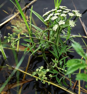 - Apioideae - Naturfakten