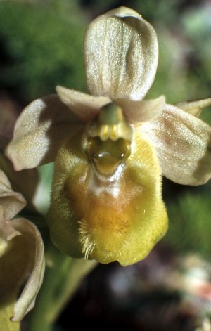 Arter av Orkidéfamilien - Orchidaceae - Naturfakta